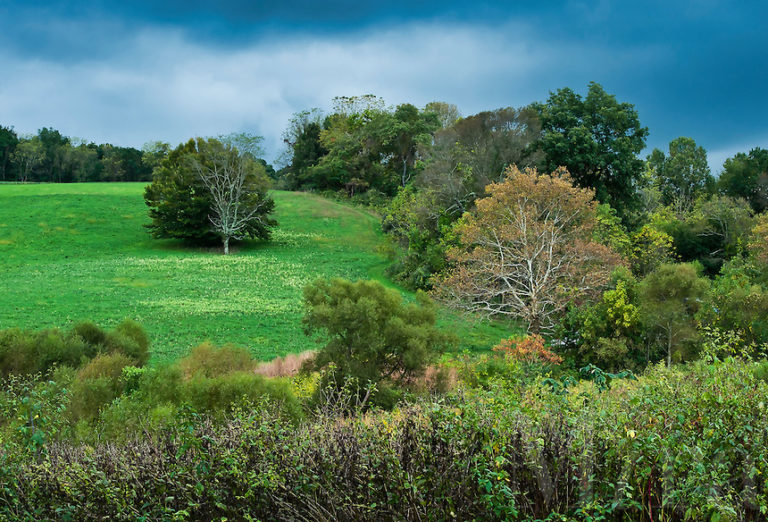 On the Emergence of Native American Literature: An Interview with Ron ...