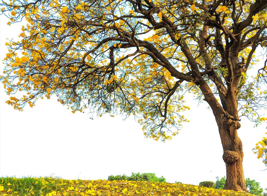 Ask a Local: Snigdha Poonam, Delhi, India | The Common