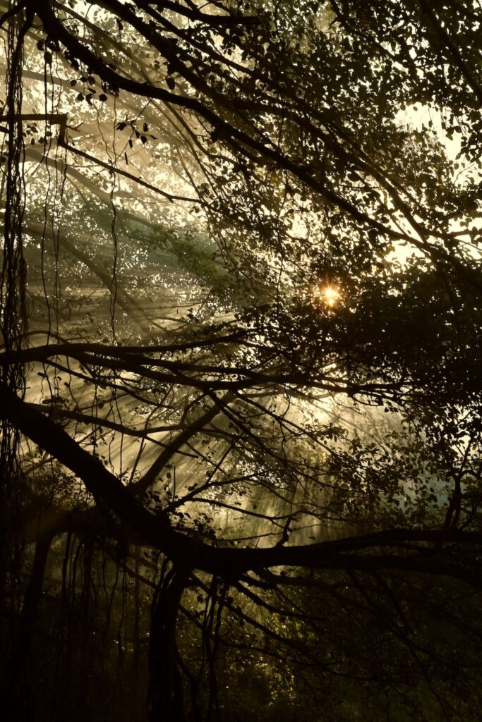 The Desire Tree | The Common