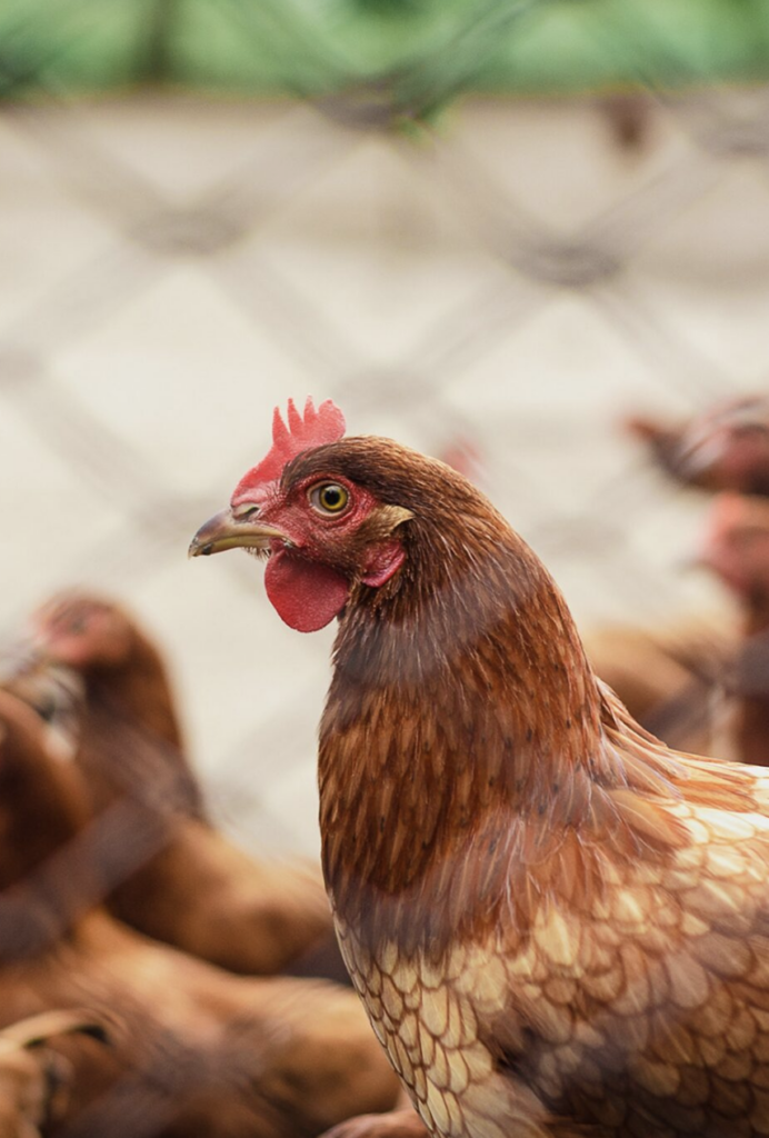 Fowl Play | The Common