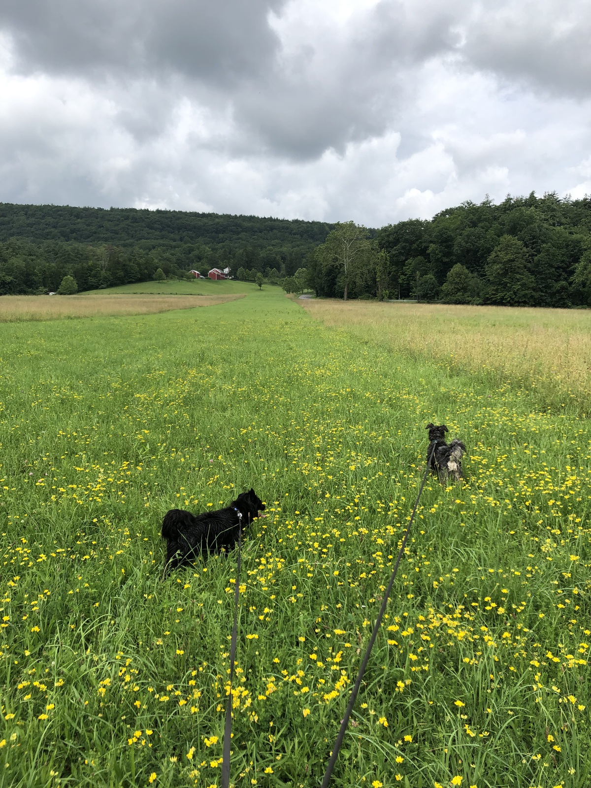 Pastoral Resistance | The Common Pastoral Resistance | The Common